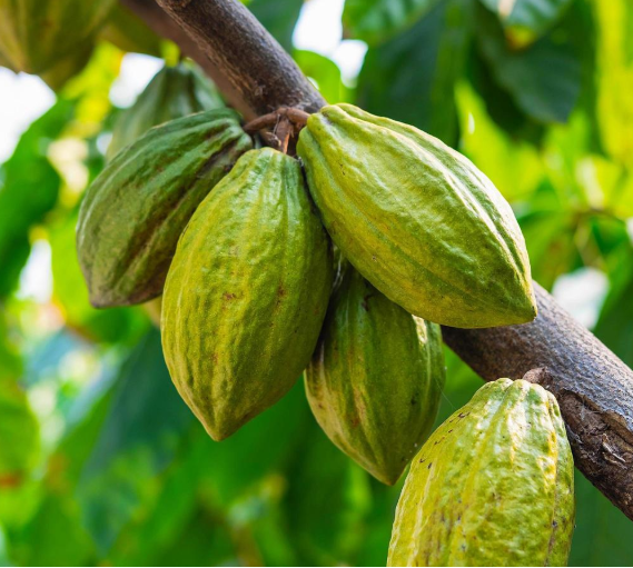 About - Darmol Global Multi Investment